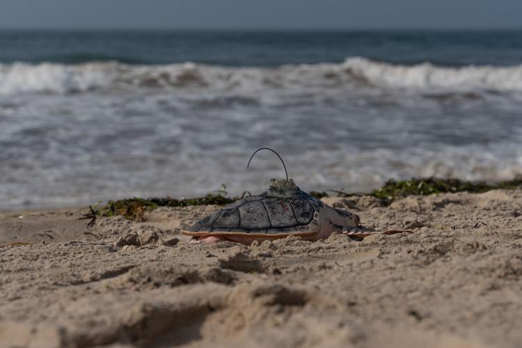 PHOTOS: Mystic Aquarium helps Kemp's ridley turtles return home ...