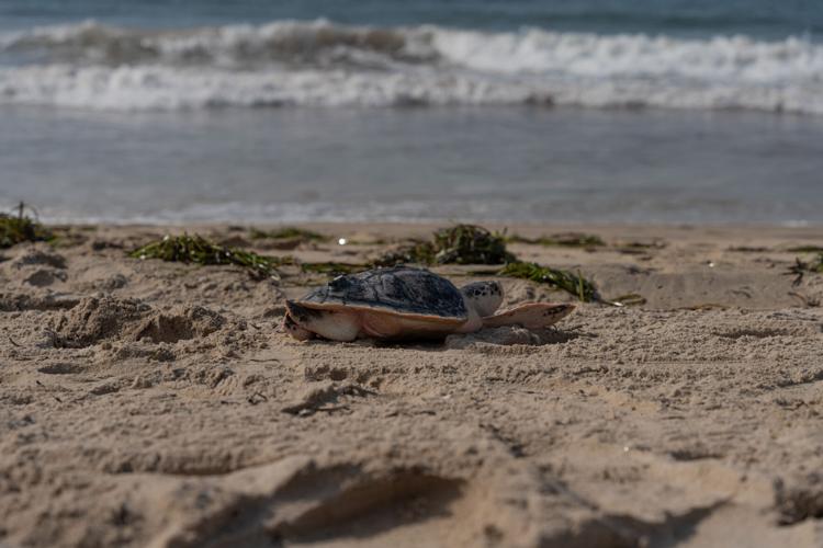 PHOTOS: Mystic Aquarium helps Kemp's ridley turtles return home ...