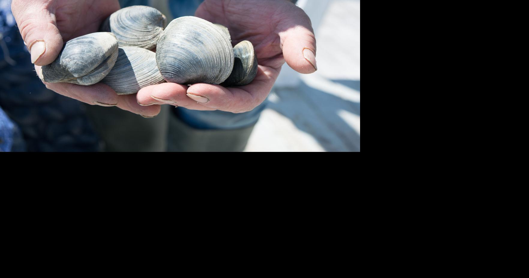 Cracking the Shellfish Code | Entertainment | thewesterlysun.com