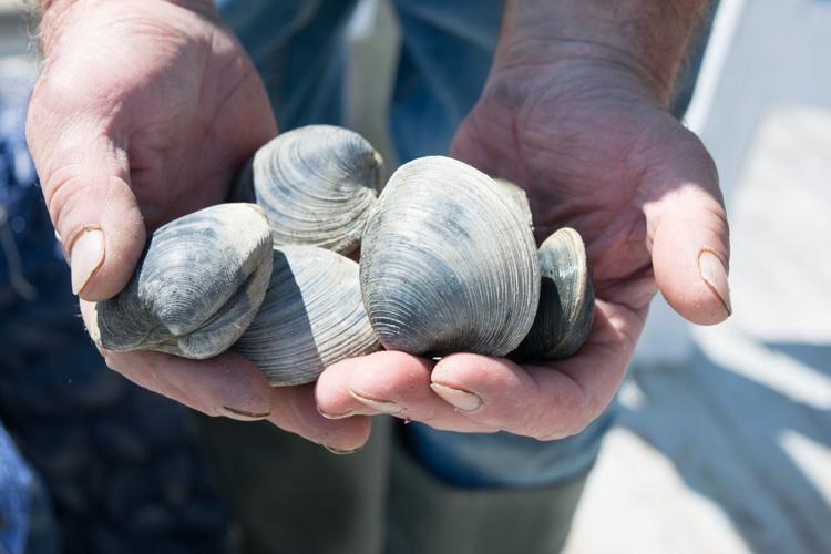 Cracking the Shellfish Code | Entertainment | thewesterlysun.com