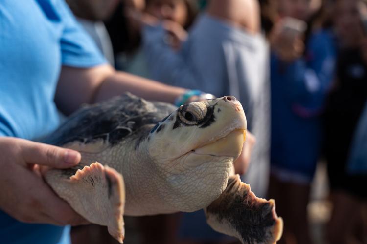 PHOTOS: Mystic Aquarium helps Kemp's ridley turtles return home ...