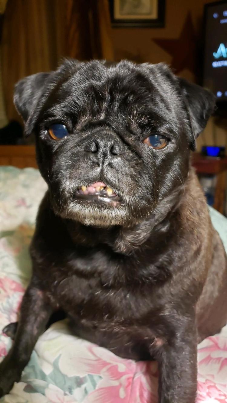 Lost pug rescued from Pachaug State Forest finds a happy ending | North ...