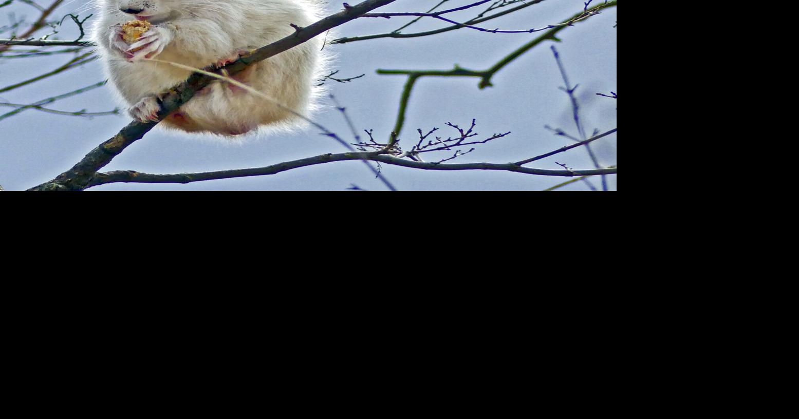 PHOTOS: Harry the white squirrel, a harbinger of spring, is back ...