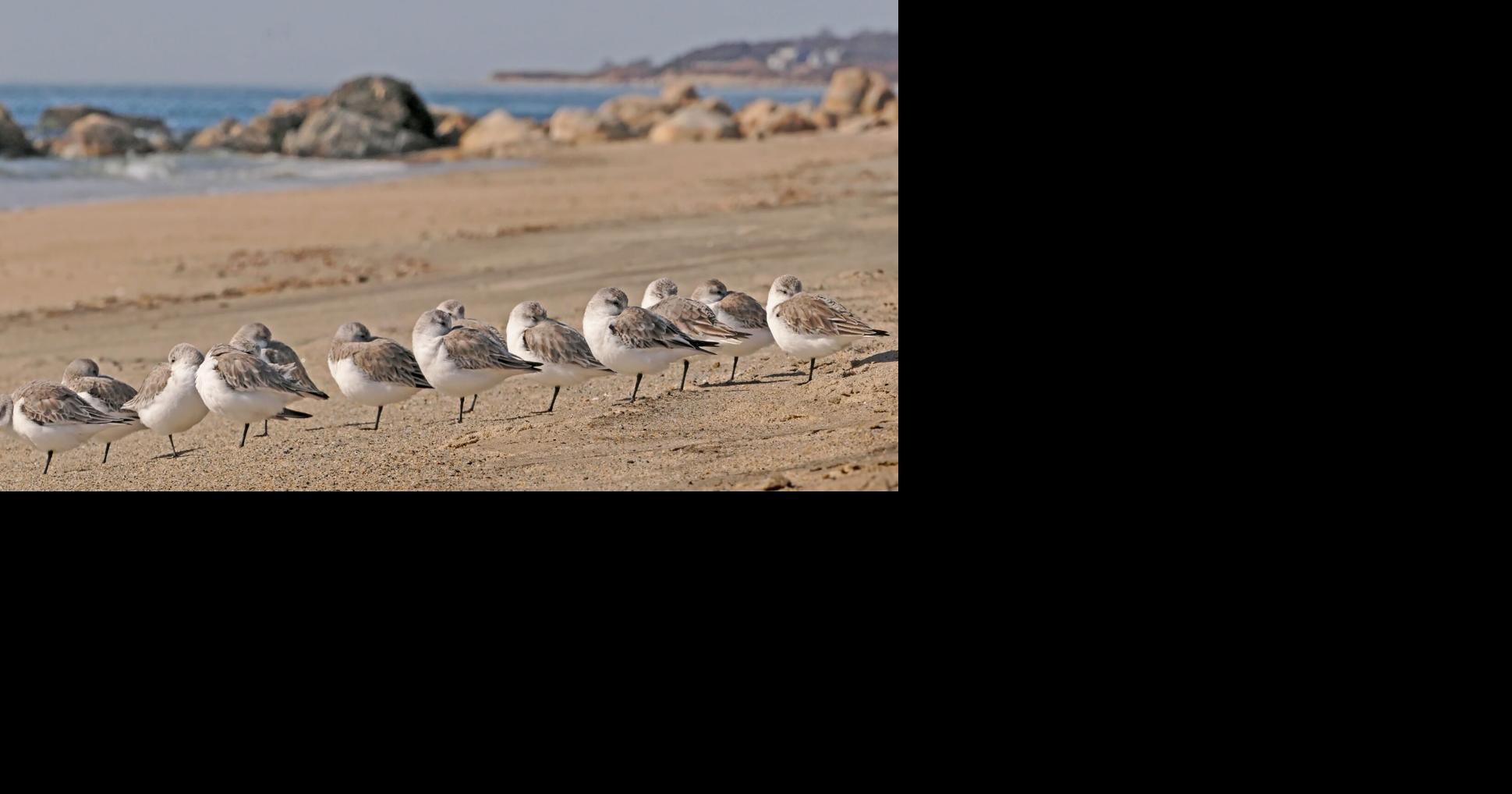 031424 WES Spring hike at Napatree hh 085597.JPG | | thewesterlysun.com