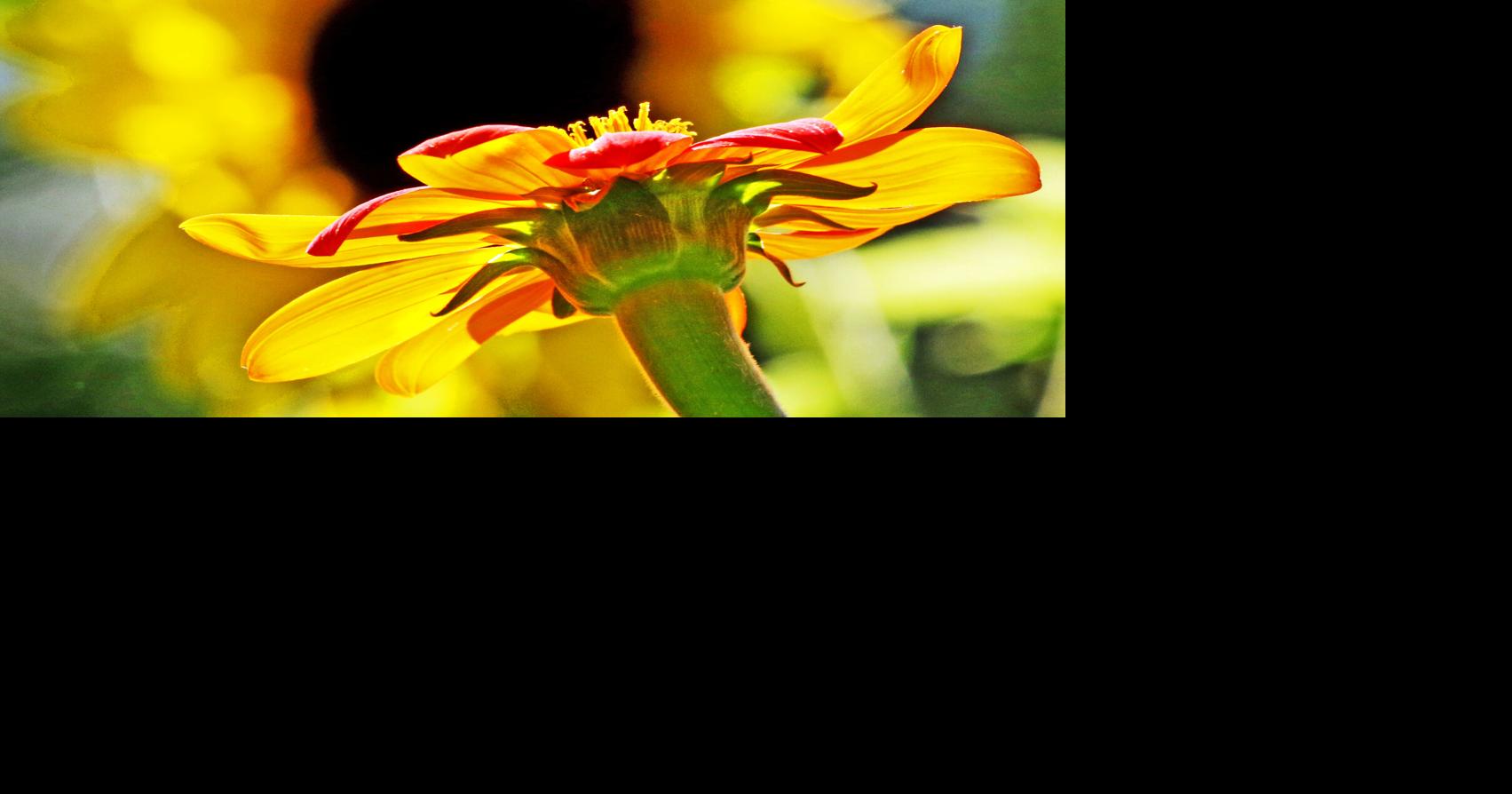 PHOTOS: Sunflowers burst into bloom | Photo Galleries | thewesterlysun.com