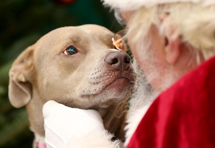 PHOTOS: Pet photos with Santa at Agway | Westerly | thewesterlysun.com