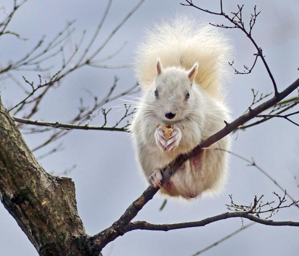 PHOTOS: Harry the white squirrel, a harbinger of spring, is back ...