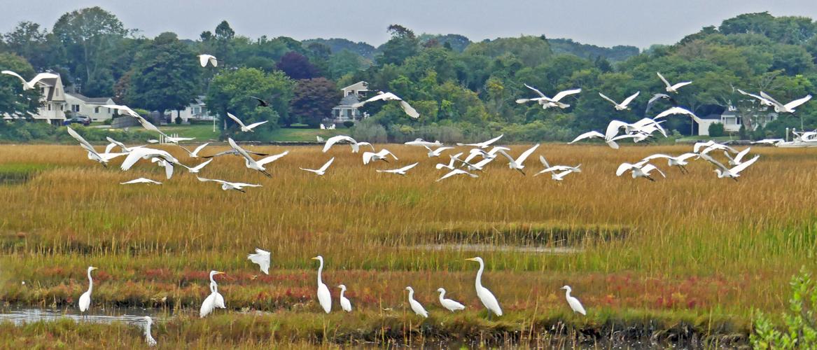 PHOTOS: A bird summit on Winnapaug Pond | Westerly | thewesterlysun.com