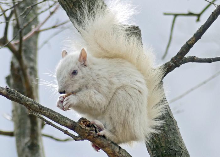 PHOTOS: Harry the white squirrel, a harbinger of spring, is back ...