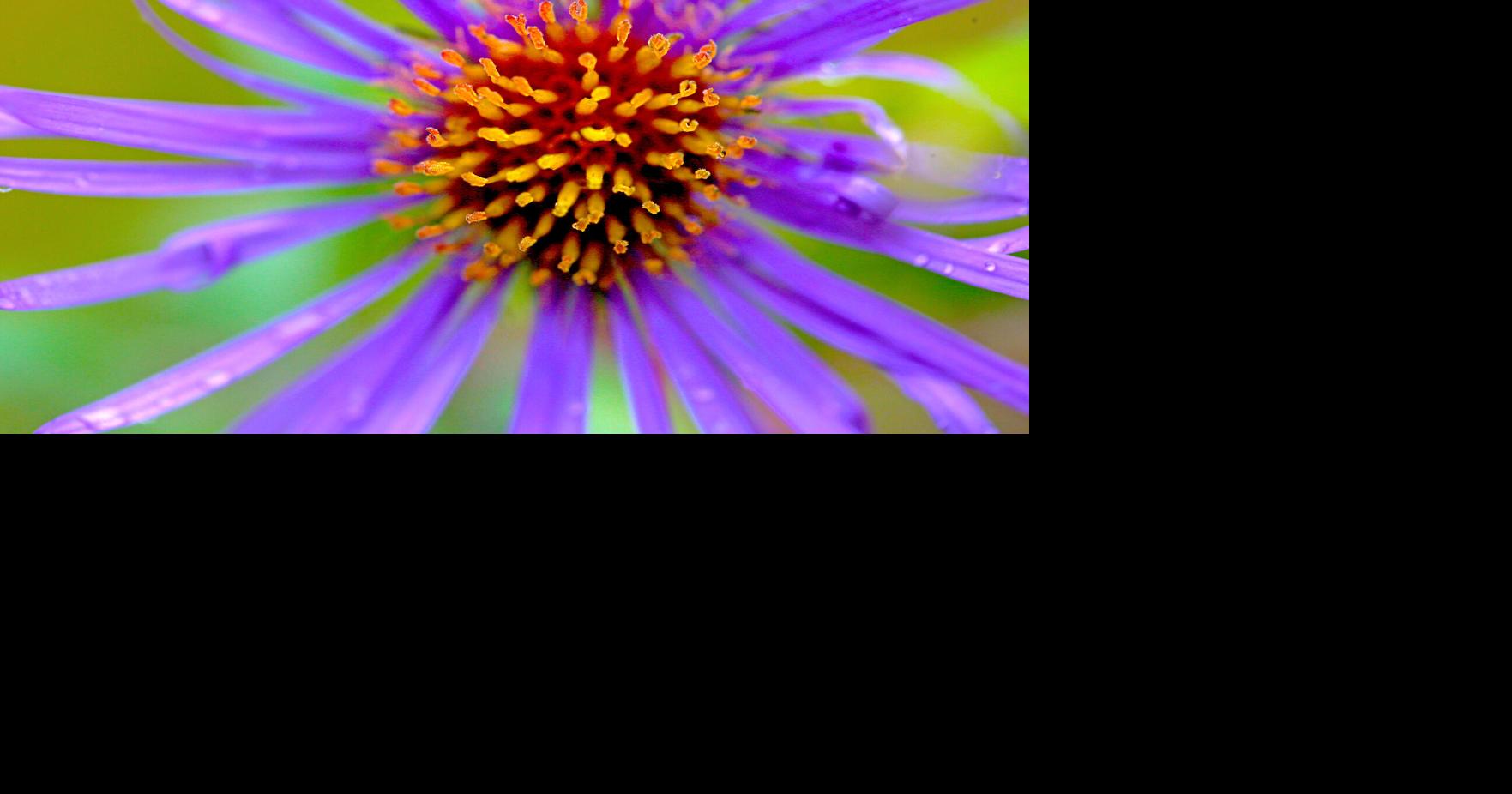 PHOTO: Glistening flower | Daily-news-alerts | thewesterlysun.com