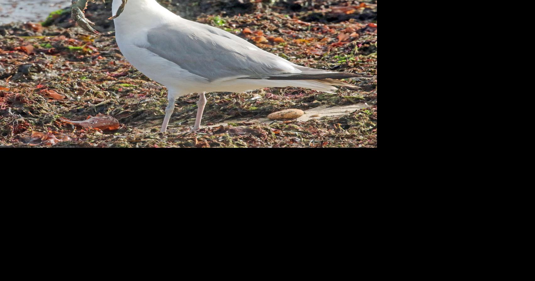 PHOTOS: Hungry gull gets a meal | Westerly | thewesterlysun.com