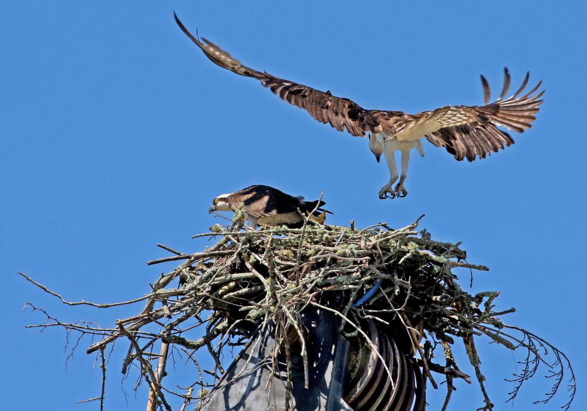 PHOTOS: Ospreys nesting on a boom | Stonington | thewesterlysun.com