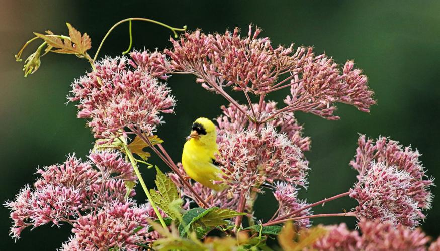 PHOTOS: American Goldfinches | Daily-news-alerts | thewesterlysun.com