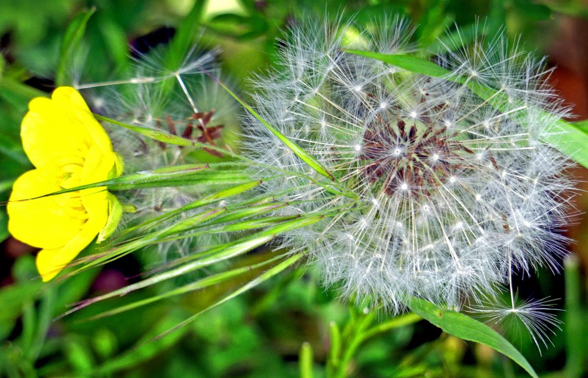 PHOTOS: Buttercups and dandelions to brighten your day | Westerly ...