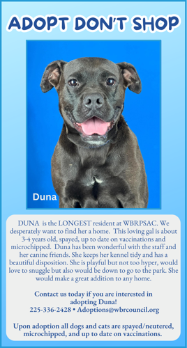 Pet Feature: Duna | Lifestyle | thewestsidejournal.com