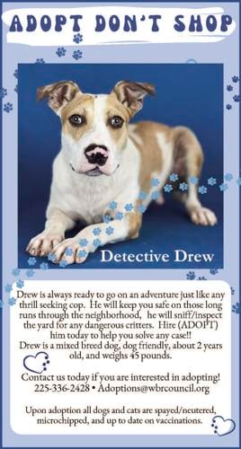 Pet Spotlight: Drew | Lifestyle | thewestsidejournal.com