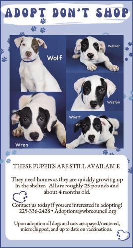 Pet Spotlight: Puppies available | Lifestyle | thewestsidejournal.com