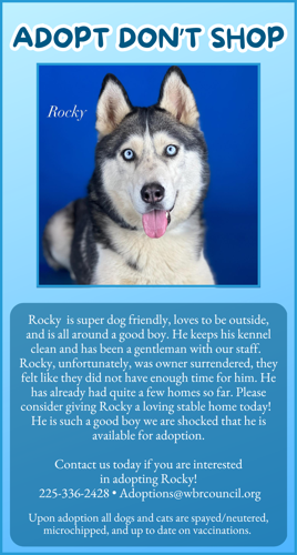 Pet Spotlight: Rocky | Lifestyle | thewestsidejournal.com