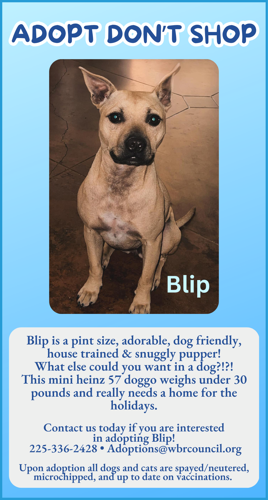 Pet Spotlight: Blip | Lifestyle | thewestsidejournal.com