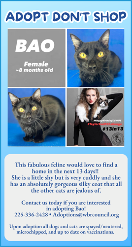 Pet Spotlight: Bao | Lifestyle | thewestsidejournal.com