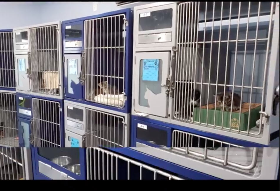 Adoptable cats, dogs move into new shelter facility as construction is ...