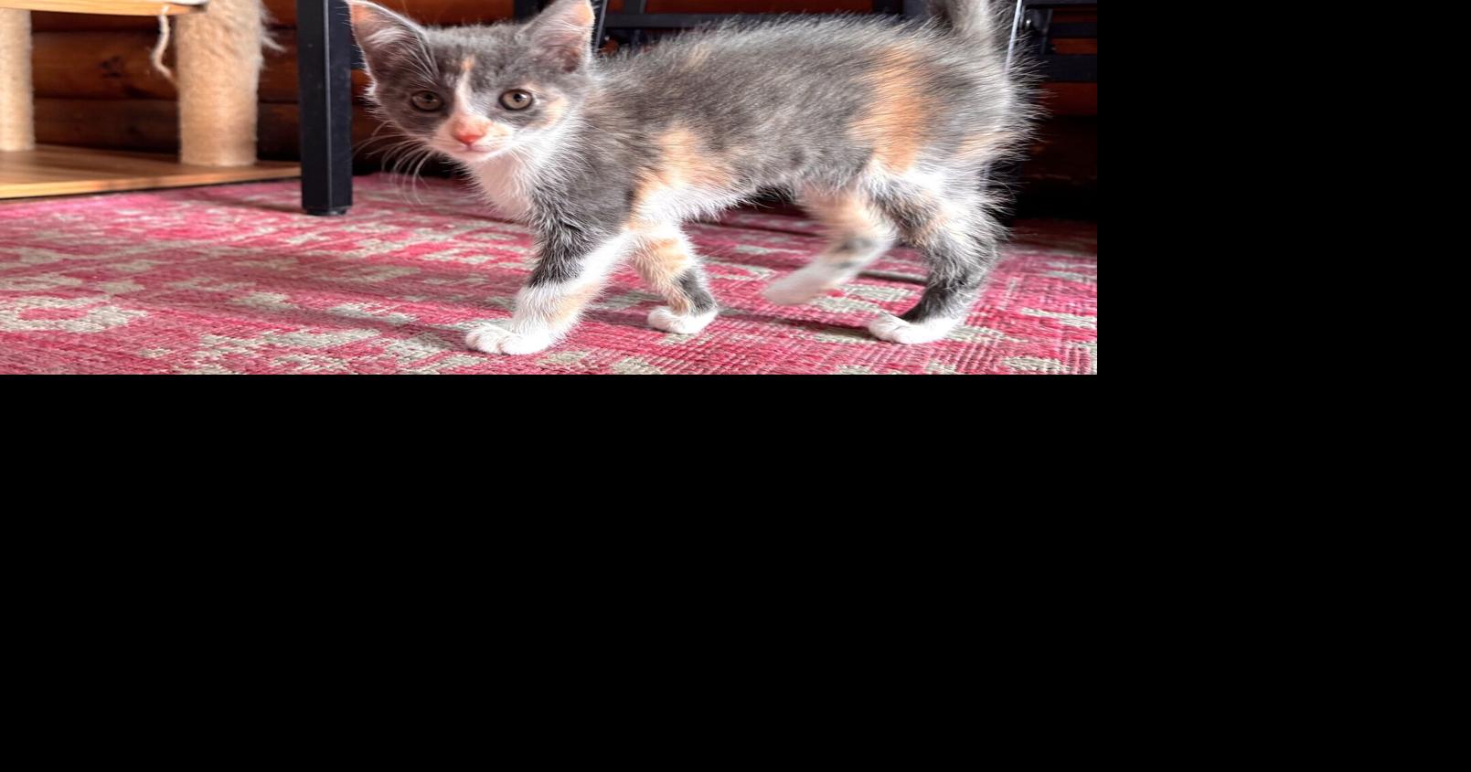 Fur Babies to celebrate five years | Local News | times-georgian.com