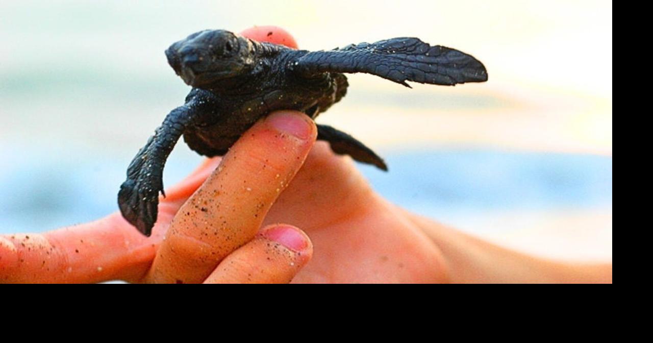 It’s World Turtle Day and the News Is Actually Good | National | times ...