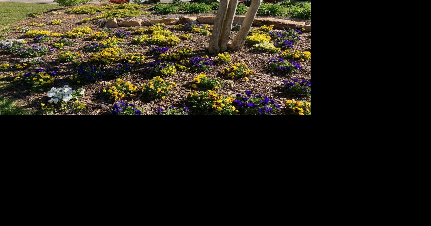 Flowers are lovely in bloom in memory of Awana Adams | Gateway-Beacon ...