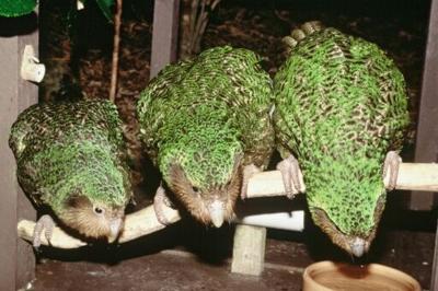 endangered birds the kakapo listening