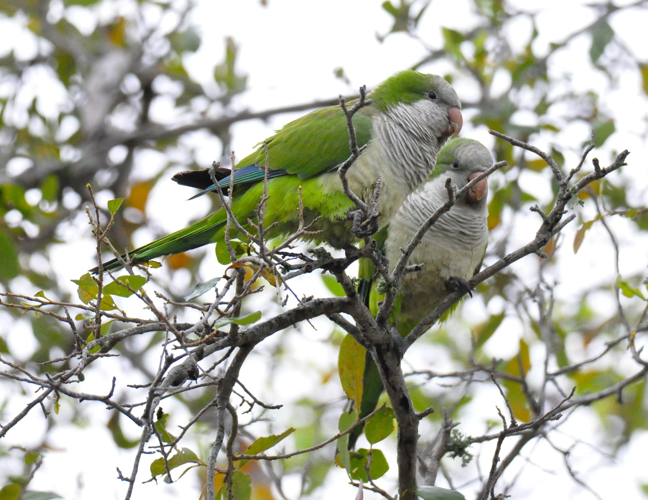 Study reveals how birds carefully form new friendships | National ...