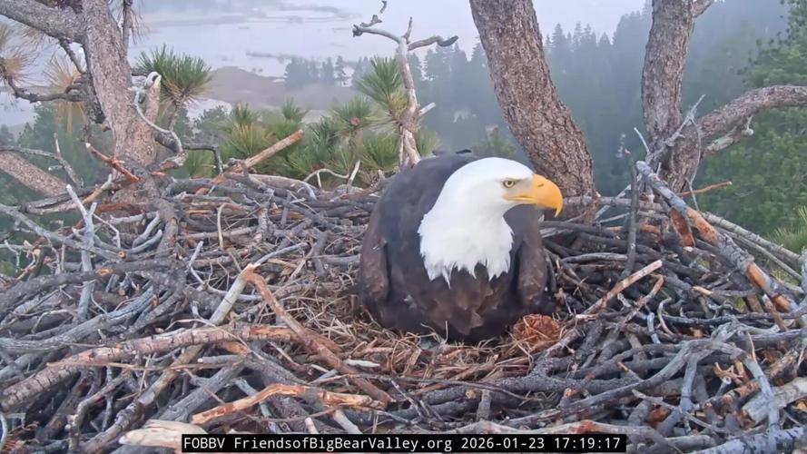 YouTube famous bald eagles welcome first eggs of year | National | times-georgian.com