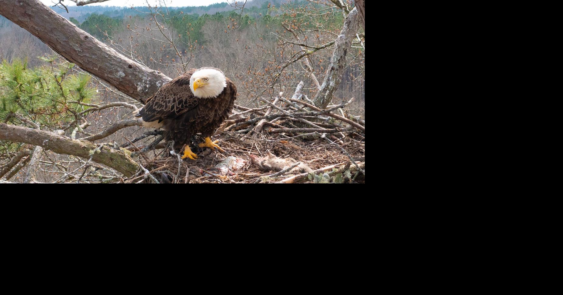 Wild Wednesday: America's incredible icon | Local News | times-georgian.com
