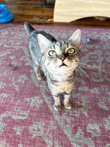 Pet of the Week: Adele | Local News | times-georgian.com