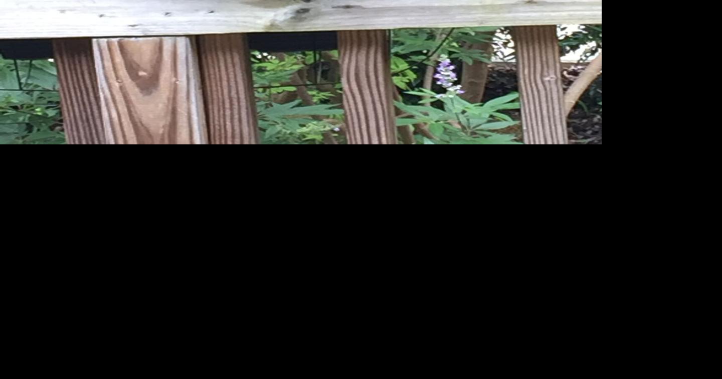 Cats in the Garden | Times Georgian | times-georgian.com