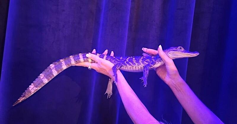 Exotic animals take over the Arts Center | Local News | times-georgian.com