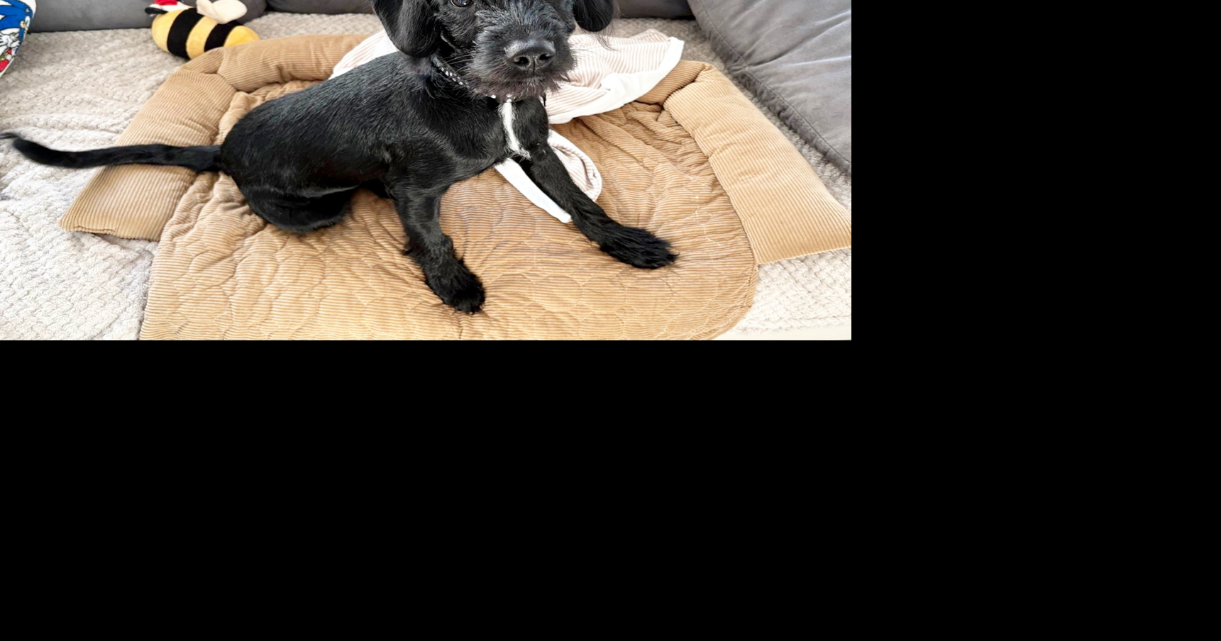 Puppy gets emergency surgery after swallowing metal badge | National ...