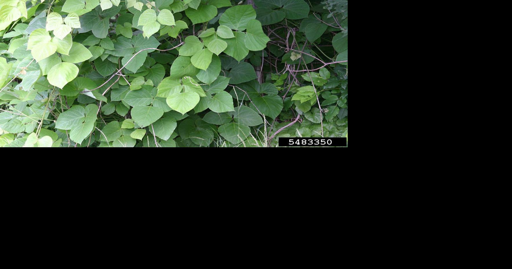 Reframing the Narrative: Kudzu – From Invasive Pest to Medicinal Marvel ...