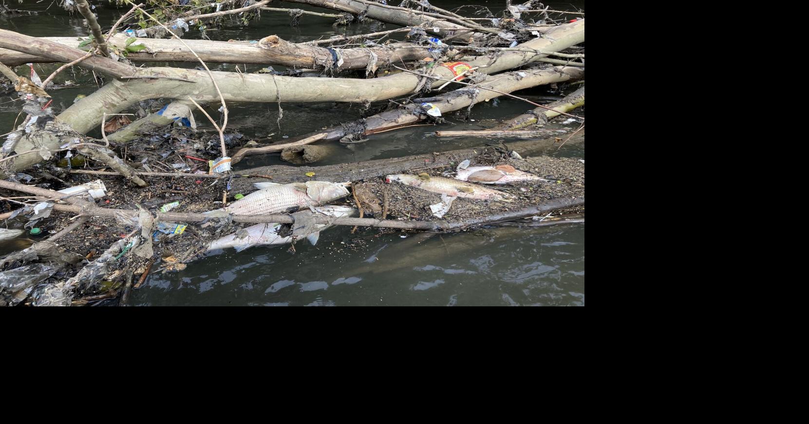 'Unprecedented' fish kill prompts investigation | Local News | times ...