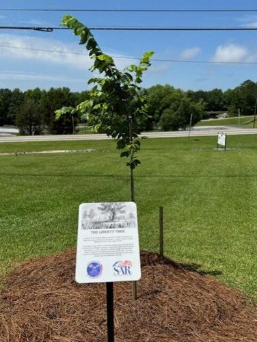 Liberty Tree planted in Carrollton | Times Georgian | times-georgian.com