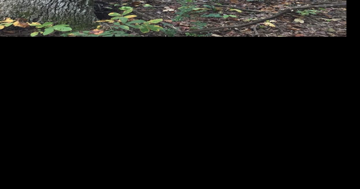 Ask a Master Gardener: Marker Trees - Still Pointing the Way | Times ...
