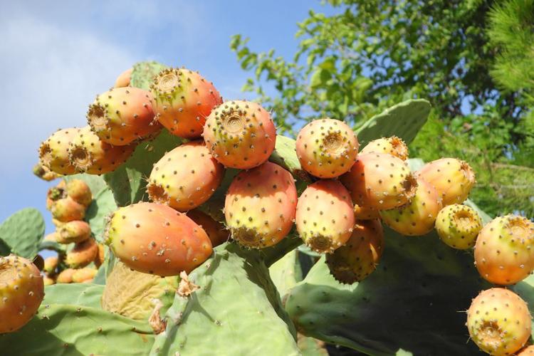 how does cactus fruit grow