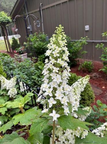 Ask a Master Gardener: The “Snow” Hydrangeas | Farm and Garden | times ...