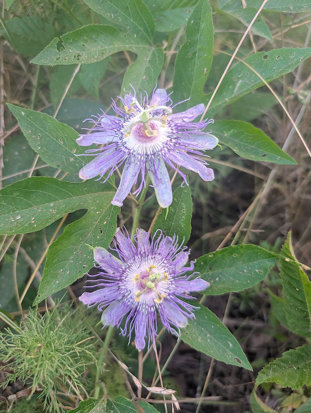 Ask a Master Gardener: Can you tell me about maypops and passionfruits ...