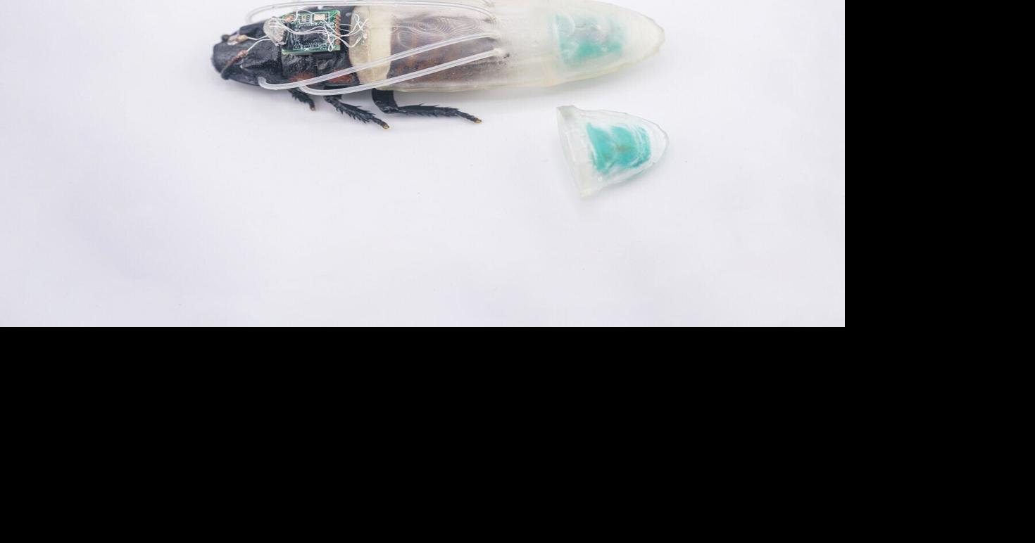 ‘Cyborg cockroaches’ get suits for rescue missions | National | times ...