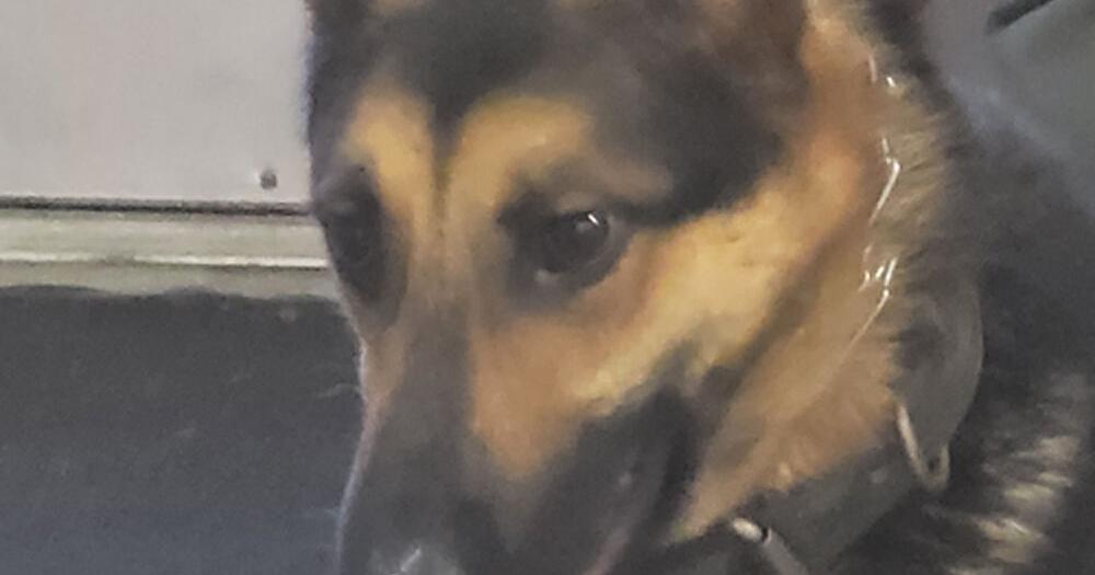WPD adds K9 Molly to its police force | News | times-georgian.com