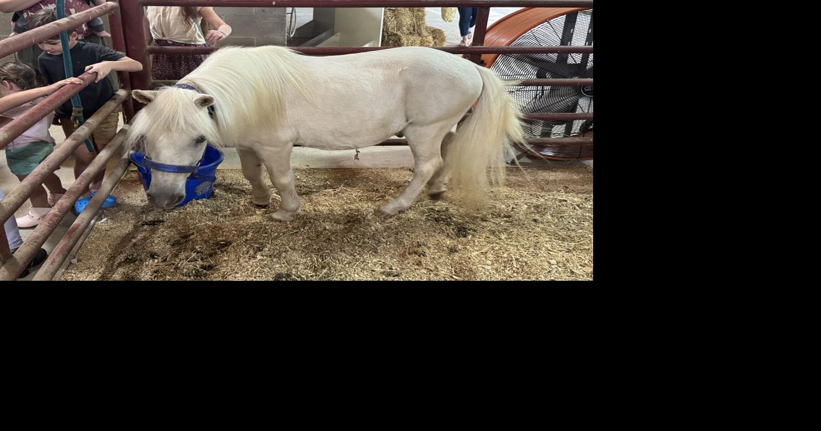 Casper the Friendly Pony | Local News | times-georgian.com