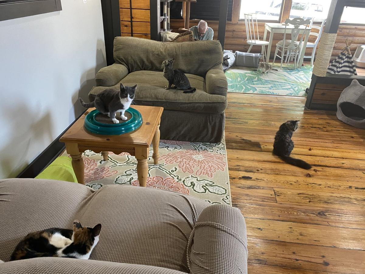 Carrollton's first cat café is officially open | News | times-georgian.com