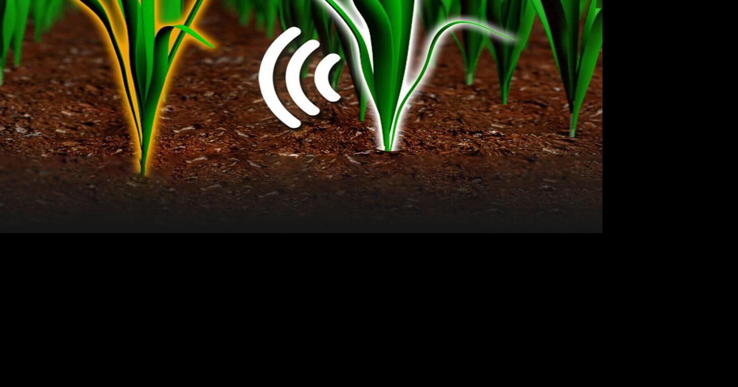 Plants ‘spy’ on their neighbors by sniffing out growth spurts ...