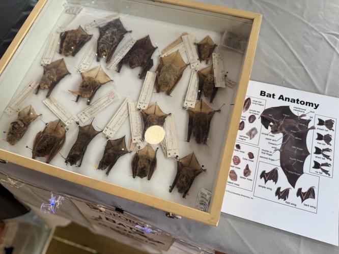 Going 'batty' for conservation at Bear Creek | Local News | times ...