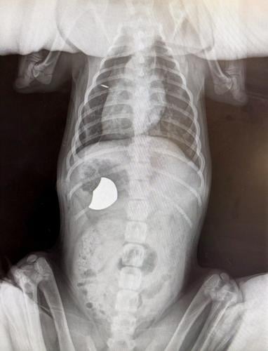 Puppy gets emergency surgery after swallowing metal badge | National ...